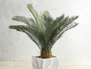 Цикас: уход в домашних условиях, пересадка и размножение, виды, фото