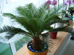 Цикас: уход в домашних условиях, пересадка и размножение, виды, фото