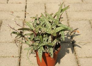 Сцилла – уход в домашних условиях. Выращивание сциллы, пересадка и ...