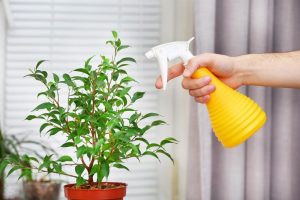 Циркон – удобрение для растений, которое делает их сильнее. Действие ...